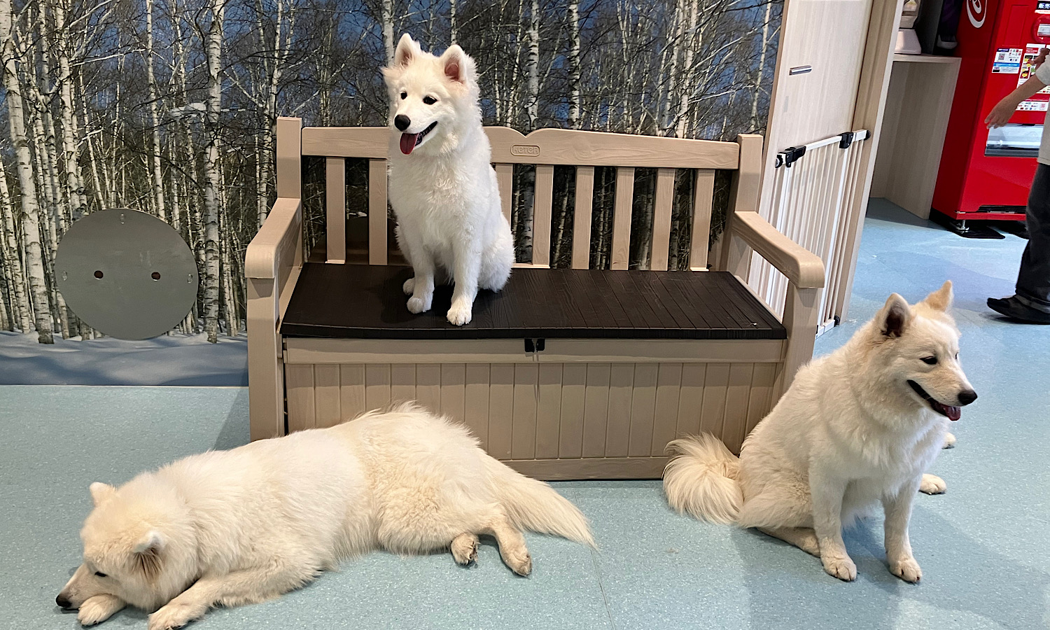 田町の癒し空間！話題のサモエドカフェ アル（Samoyed cafe AL）芝浦店さんに予約して行ってきました！ - Shibaura Fam ...