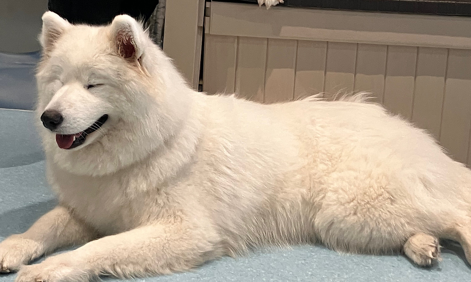 田町の癒し空間！話題のサモエドカフェ アル（Samoyed cafe AL）芝浦店さんに予約して行ってきました！ - Shibaura Fam ...