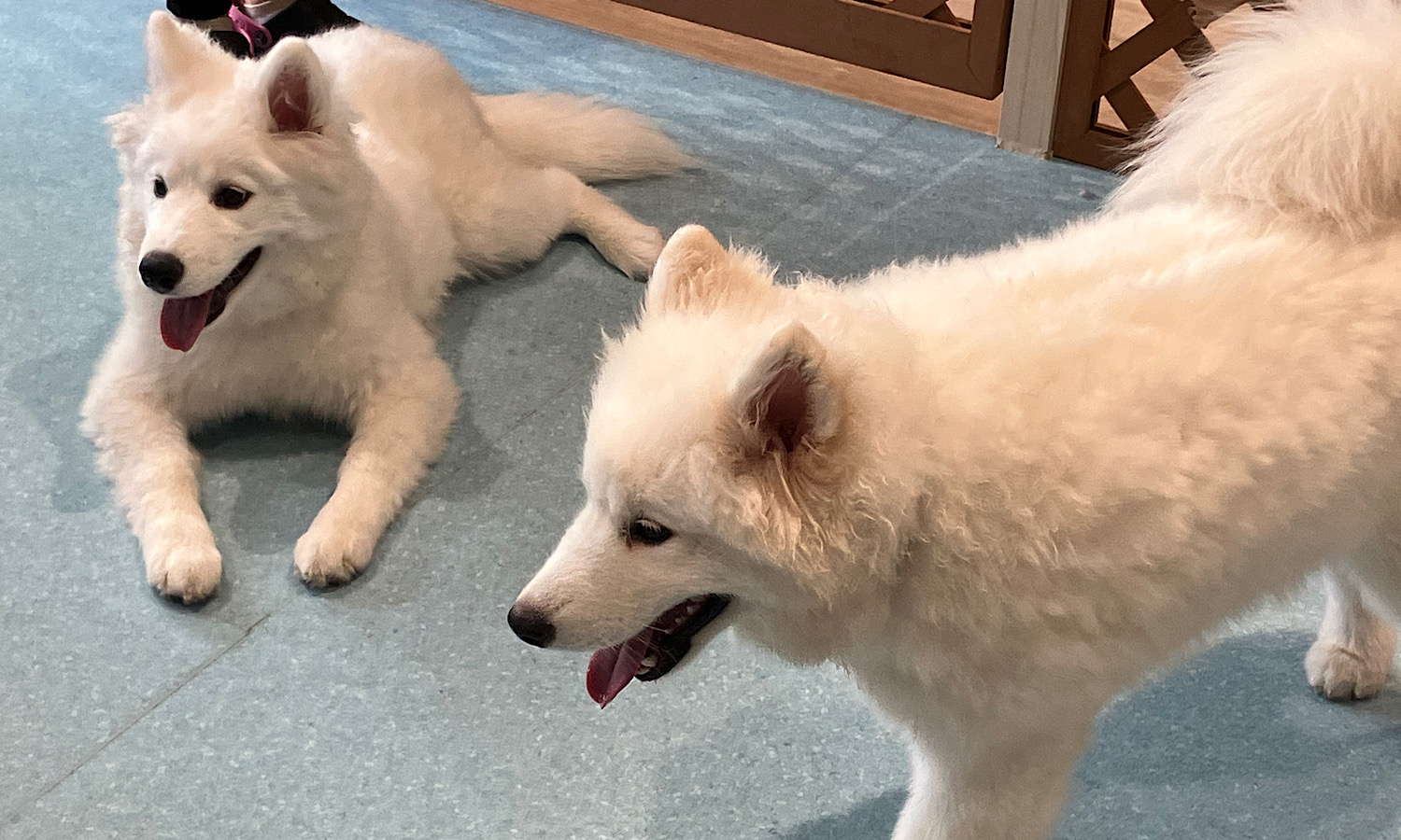田町の癒し空間！話題のサモエドカフェ アル（Samoyed cafe AL）芝浦店さんに予約して行ってきました！ - Shibaura Fam ...
